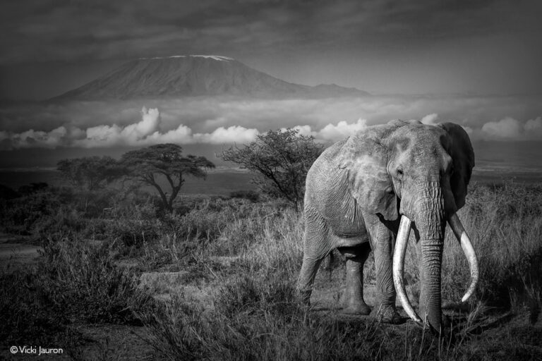 African elephants - how many tuskers are left? - Africa Geographic