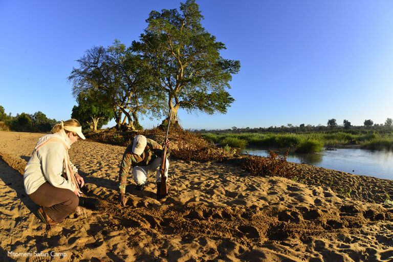 Greater Kruger - Africa Geographic
