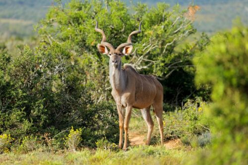 Addo Elephant National Park - Africa Geographic