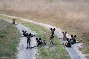 Painted predators, vanishing prey: a wild dog crisis - Africa Geographic