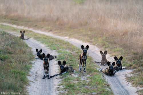 Painted predators, vanishing prey: a wild dog crisis - Africa Geographic