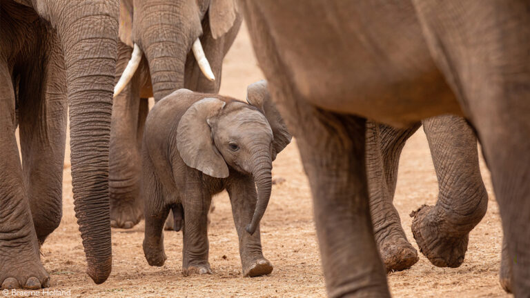 Addo Elephant National Park - Africa Geographic