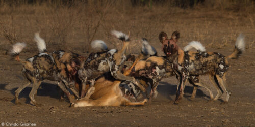 Painted predators, vanishing prey: a wild dog crisis - Africa Geographic