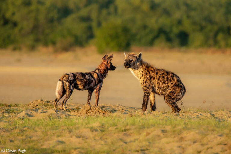 Painted predators, vanishing prey: a wild dog crisis - Africa Geographic