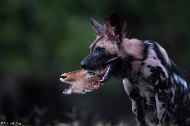 Painted predators, vanishing prey: a wild dog crisis - Africa Geographic