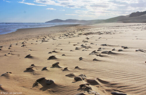 Addo Elephant National Park - Africa Geographic