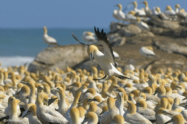 Addo Elephant National Park - Africa Geographic