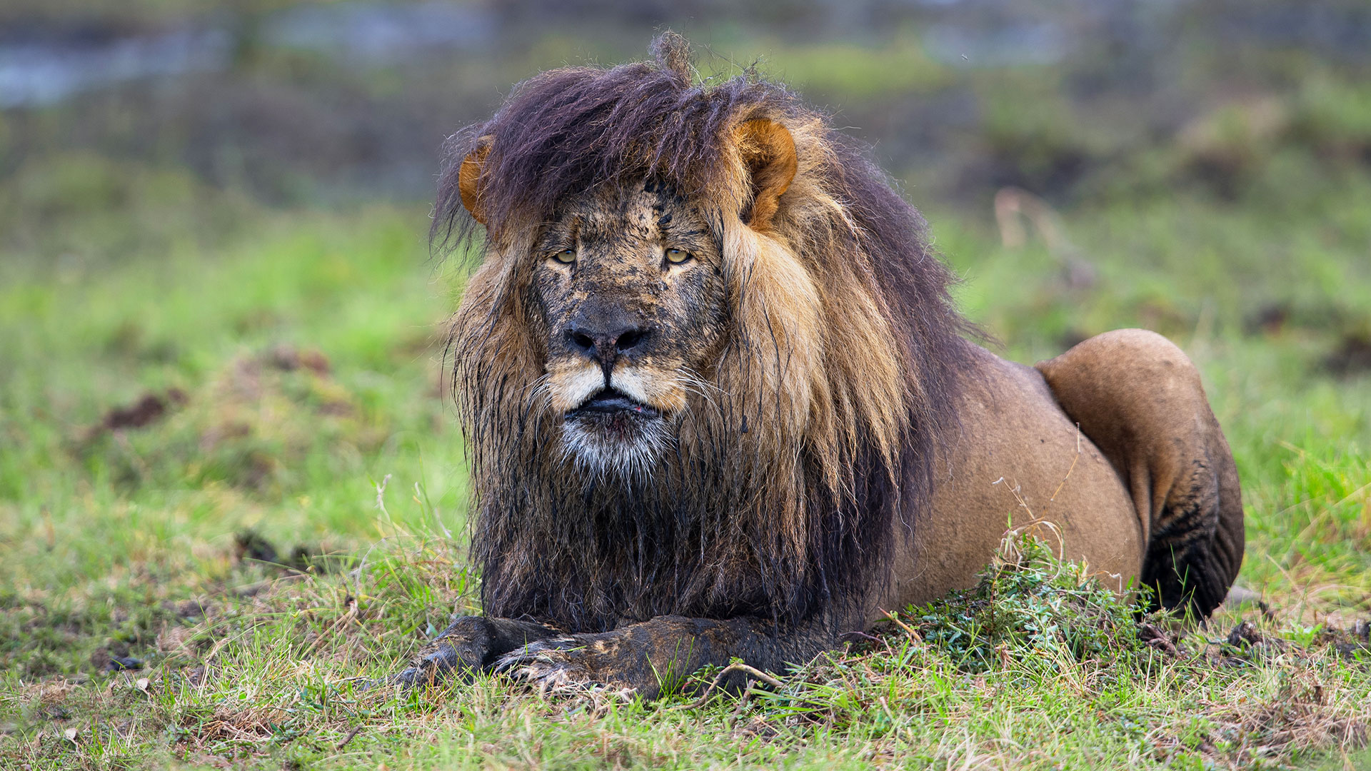 Famous Liuwa Plain lion Bon Jovi relocated to Kafue after becoming ...