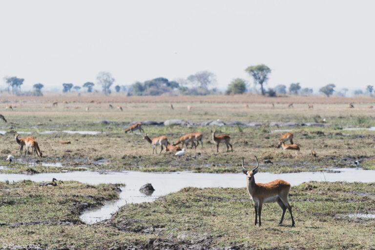 Busanga Plains - Africa Geographic