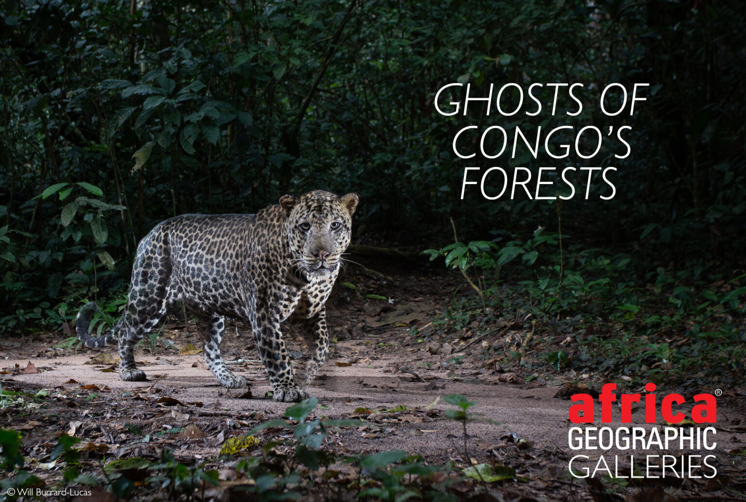 Ghosts of Congo: Nouabalé-Ndoki forest creatures caught on camera ...