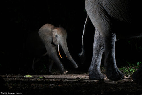Ghosts of Congo: Nouabalé-Ndoki forest creatures caught on camera ...
