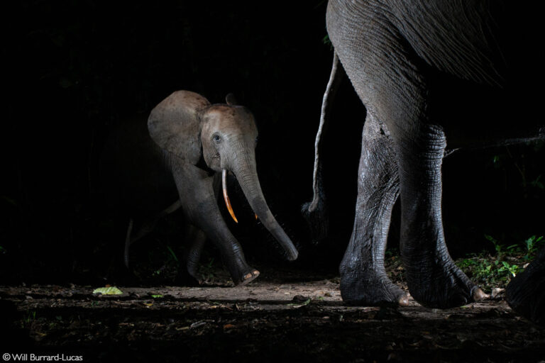 Ghosts of Congo: Nouabalé-Ndoki forest creatures caught on camera ...