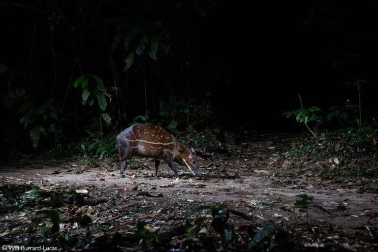 Ghosts of Congo: Nouabalé-Ndoki forest creatures caught on camera ...