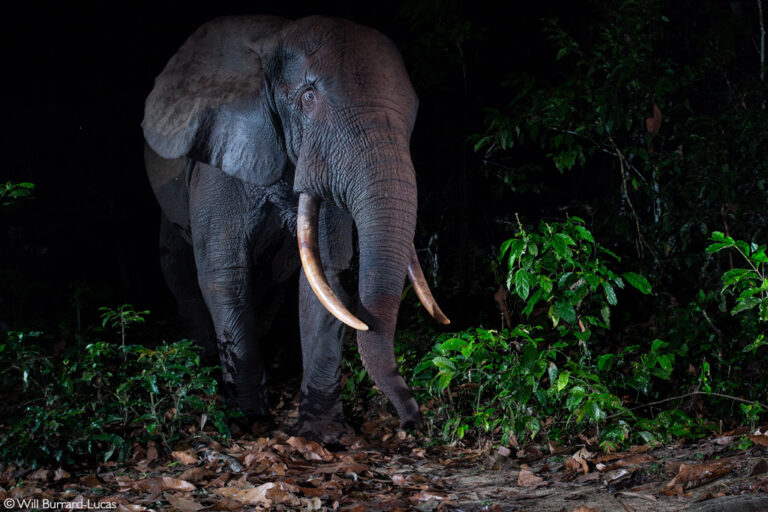 Ghosts of Congo: Nouabalé-Ndoki forest creatures caught on camera ...
