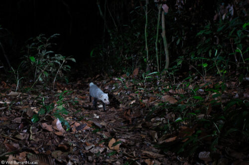 Ghosts of Congo: Nouabalé-Ndoki forest creatures caught on camera ...