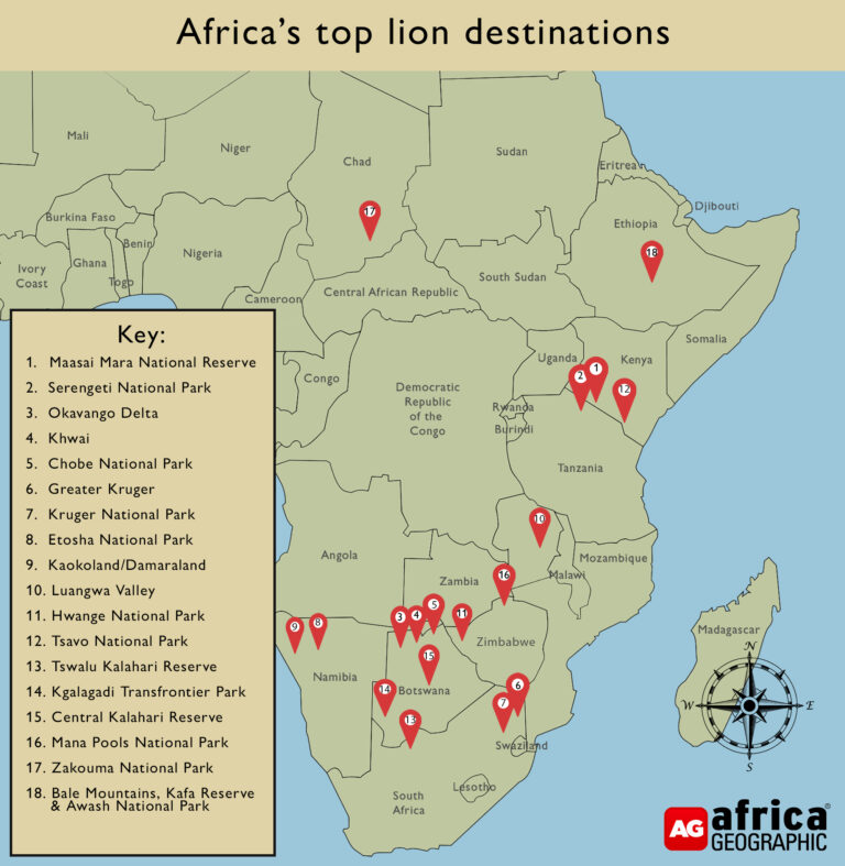 The best places to see wild lions in Africa - Africa Geographic