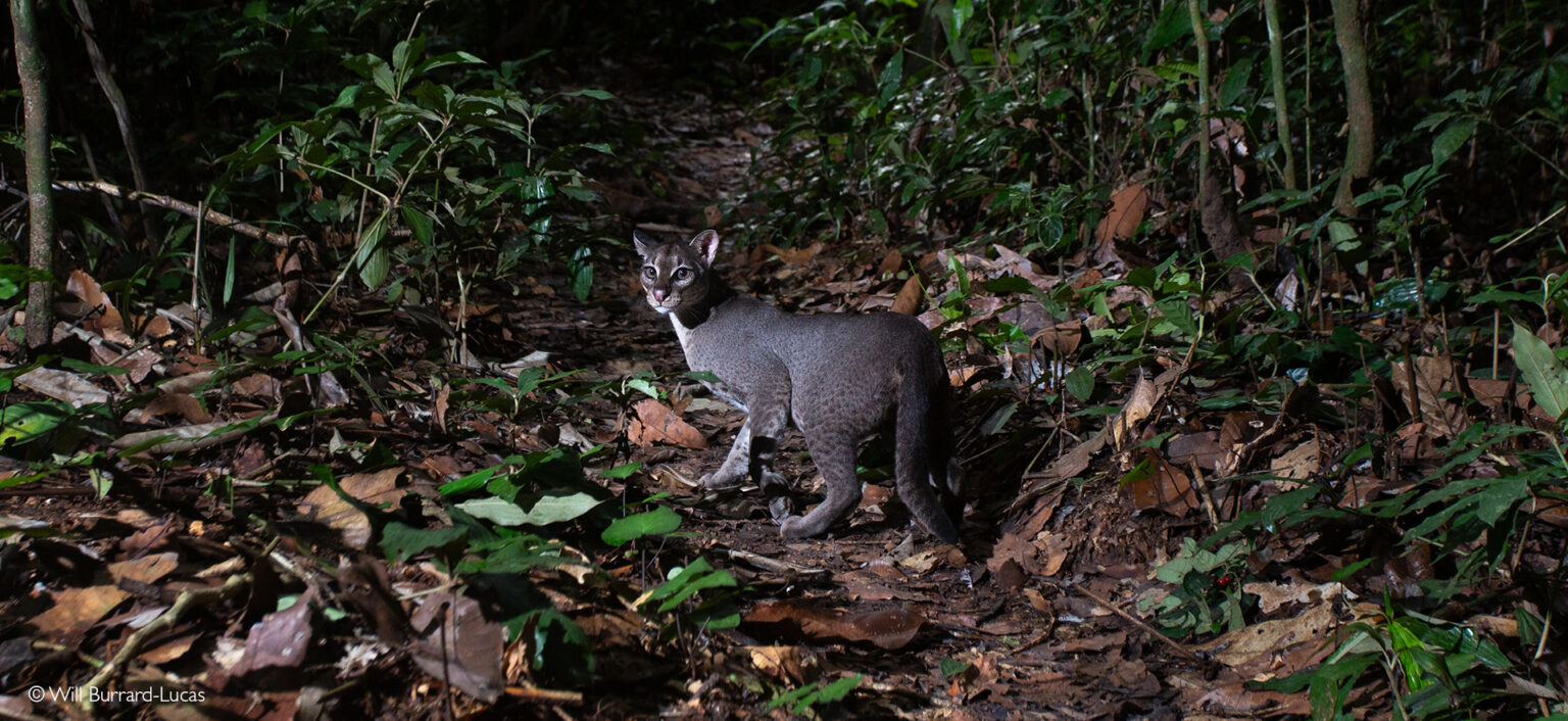 Ghosts of Congo: Nouabalé-Ndoki forest creatures caught on camera ...