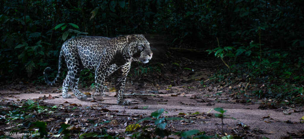 Ghosts of Congo: Nouabalé-Ndoki forest creatures caught on camera ...
