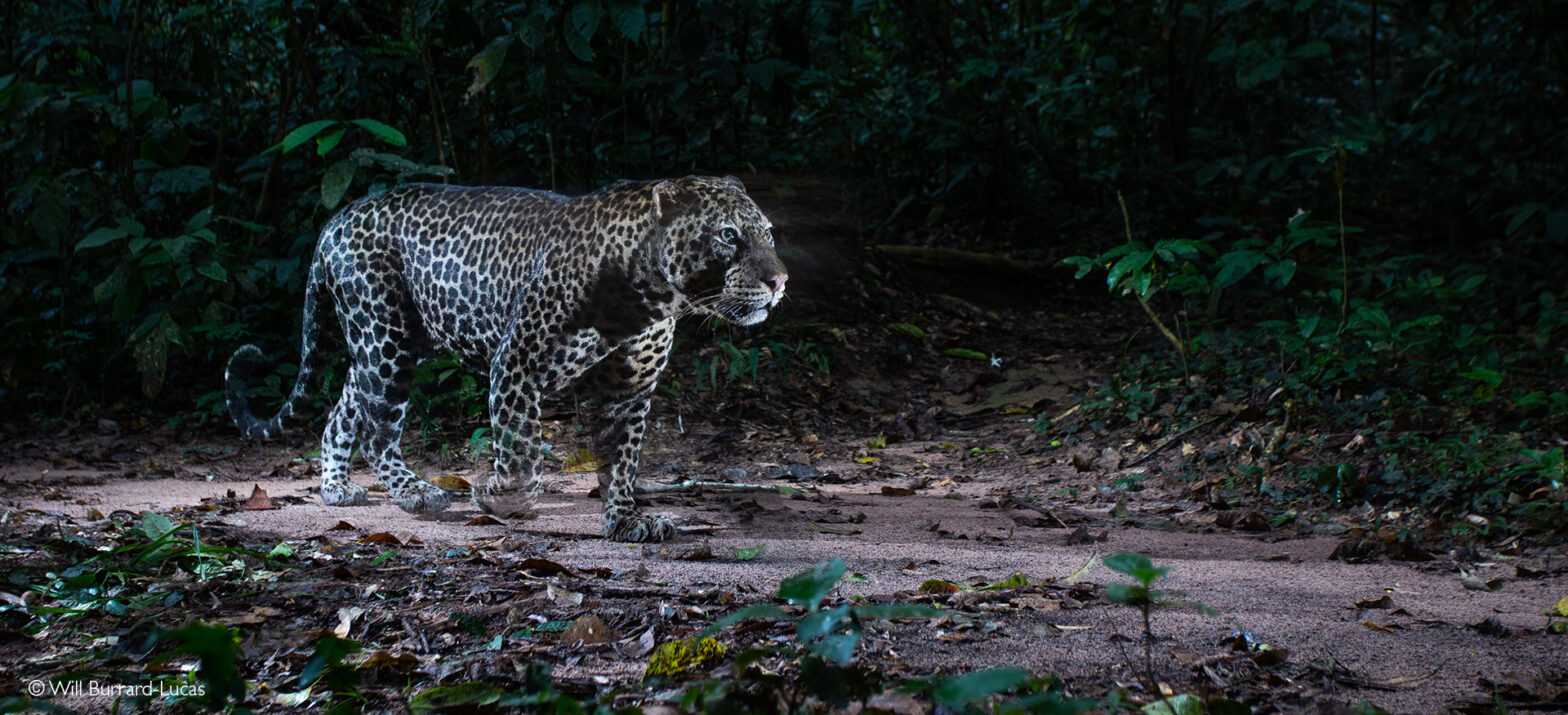 Ghosts of Congo: Nouabalé-Ndoki forest creatures caught on camera ...