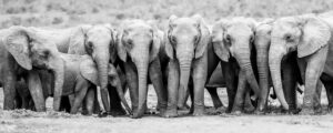 Photographer of the Year 2025 Weekly Selection: Week 5 - Africa Geographic