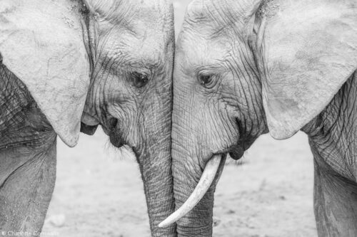 Photographer of the Year 2025 Weekly Selection: Week 3 - Africa Geographic