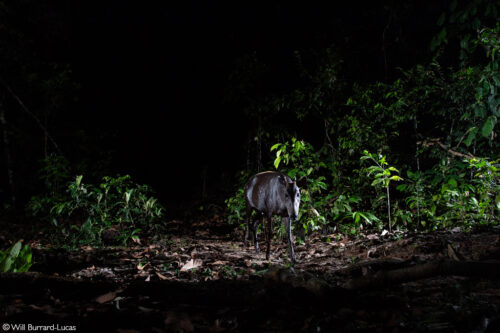 Ghosts of Congo: Nouabalé-Ndoki forest creatures caught on camera ...