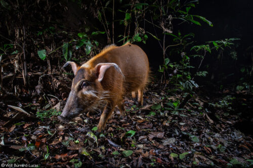 Ghosts of Congo: Nouabalé-Ndoki forest creatures caught on camera ...