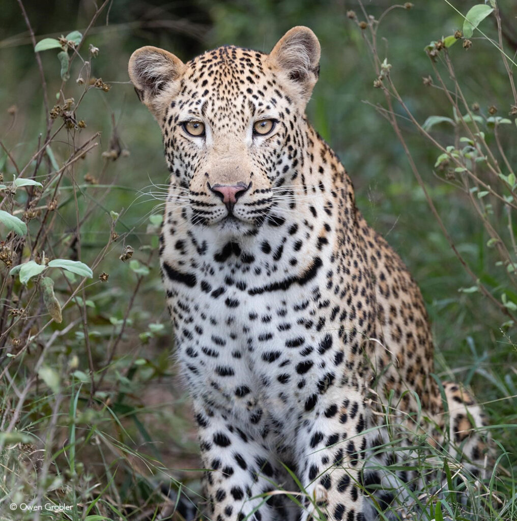 Saving Hoedspruit's leopards - Africa Geographic