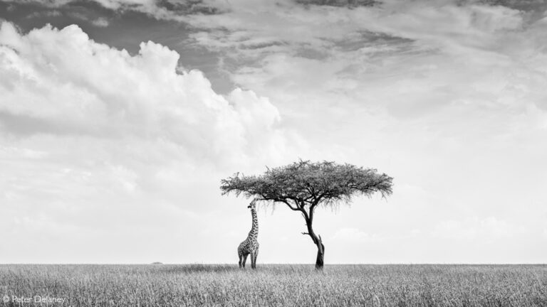 Photographer of the Year 2025 Weekly Selection: Week 5 - Africa Geographic