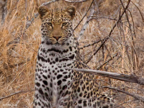 Saving Hoedspruit's leopards - Africa Geographic