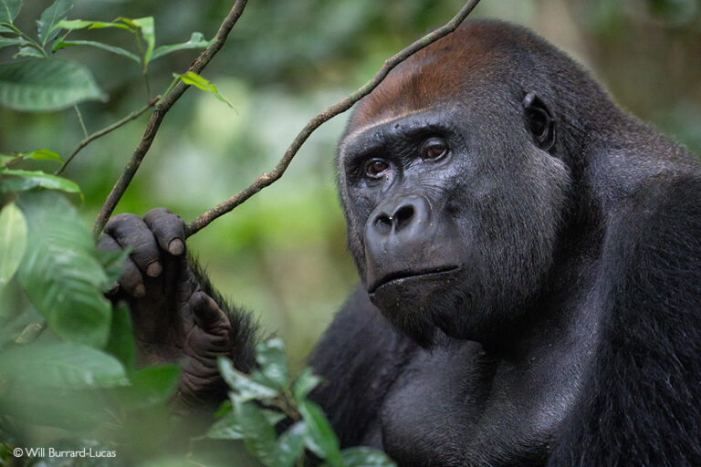 Ghosts of Congo: Nouabalé-Ndoki forest creatures caught on camera ...