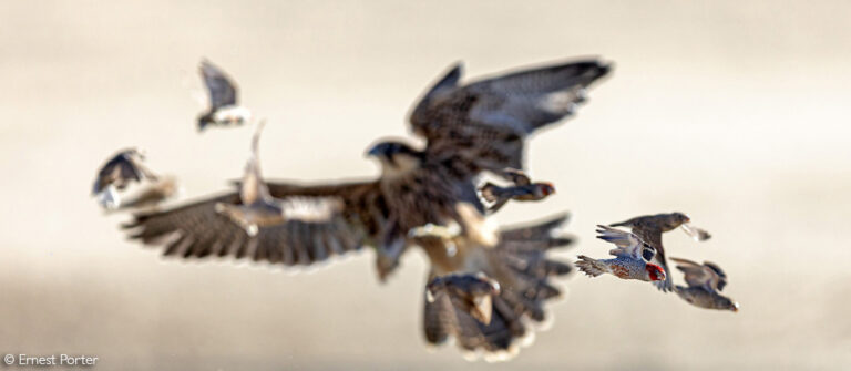 Photographer of the Year 2025 Weekly Selection: Week 9 - Gallery 1 ...