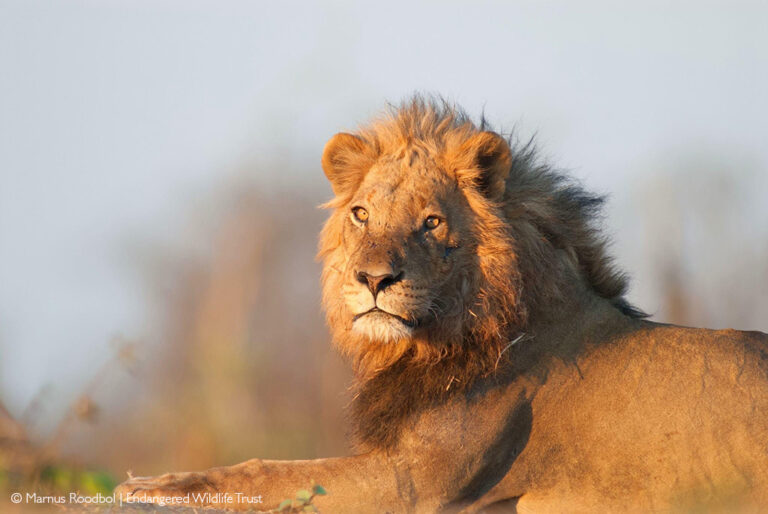 Kruger lion population: declining in the north - Africa Geographic