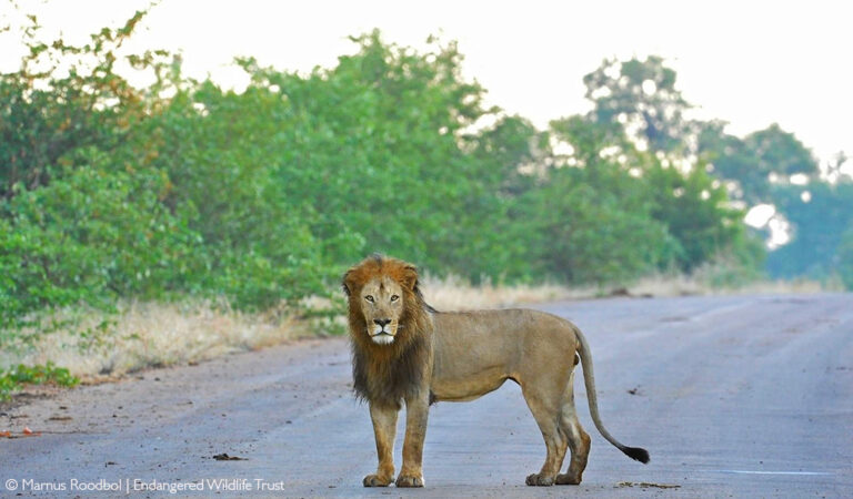 Kruger lion population: declining in the north - Africa Geographic