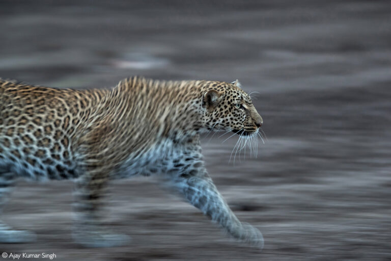 Photographer of the Year 2025 Finalists - Gallery 1 - Africa Geographic