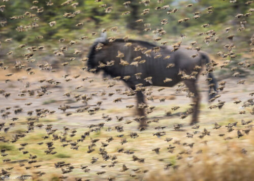 Photographer of the Year 2025: Top 109 - Gallery 1 - Africa Geographic