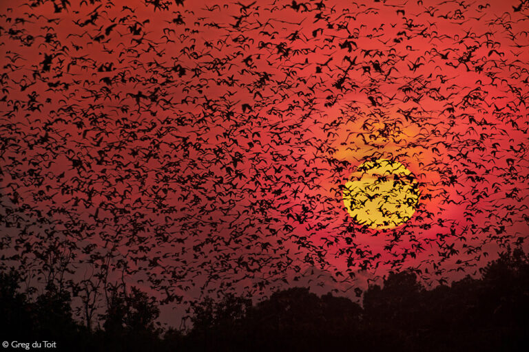 Photographer of the Year 2025 Finalists - Gallery 1 - Africa Geographic
