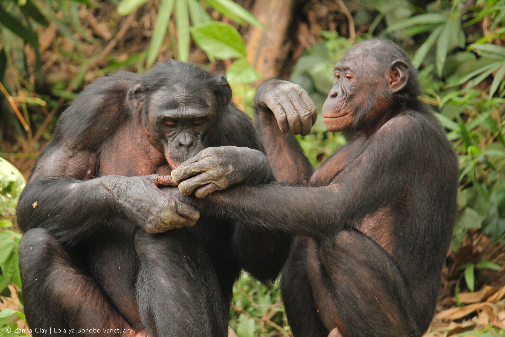 How apes use sex to keep the peace - Africa Geographic