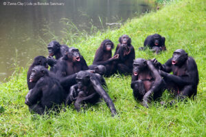 How apes use sex to keep the peace - Africa Geographic