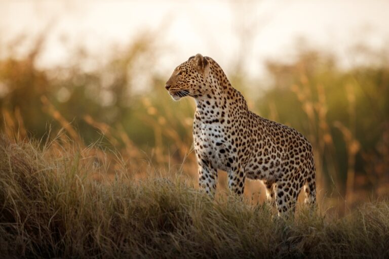 Leopards in the crosshairs: how trophy hunters are gunning for Africa’s ...