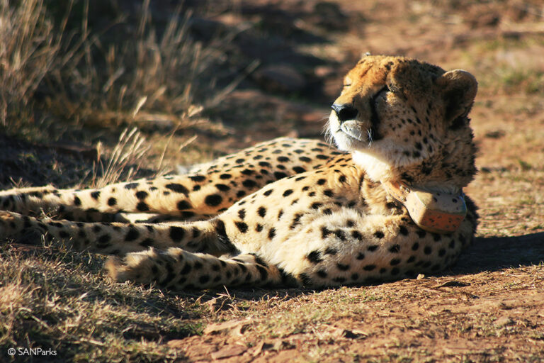 Mountain Zebra National Park - Africa Geographic