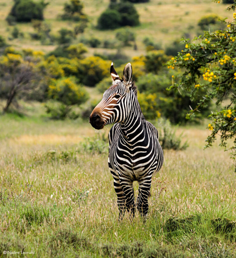 Mountain Zebra National Park - Africa Geographic