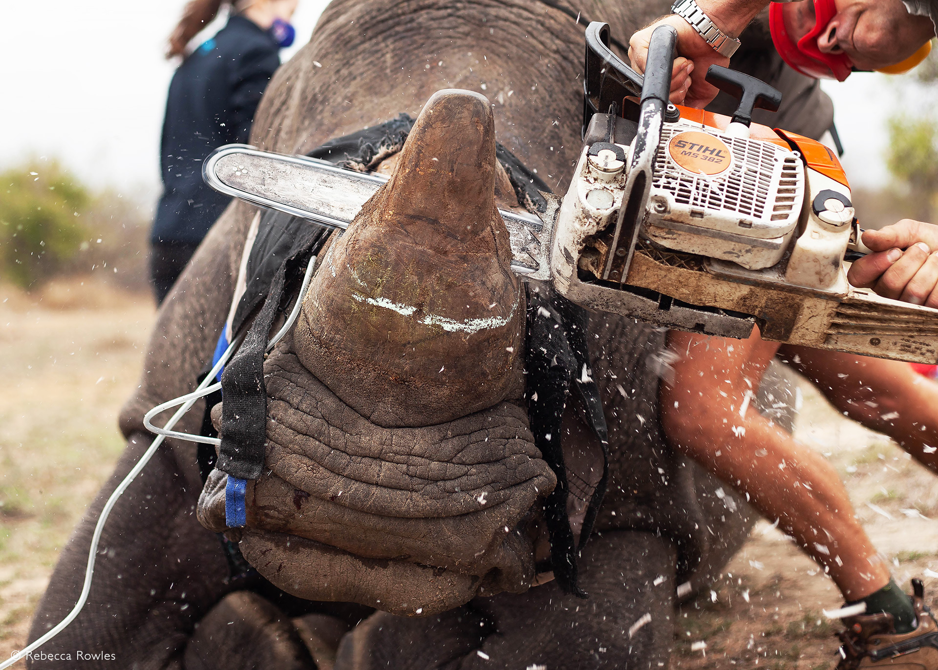 Hornless hope: is rhino dehorning the most effective tool in saving the ...