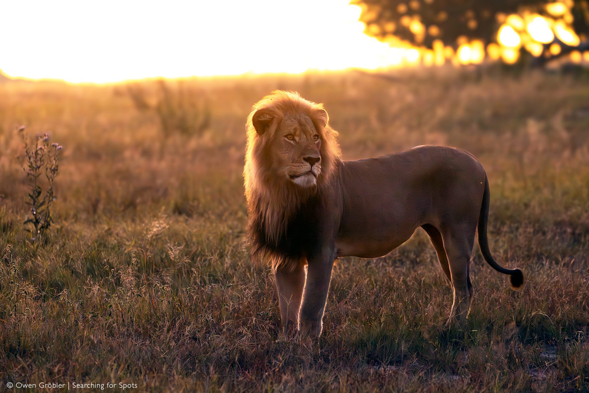 Trophy hunted: Another Hwange collared pride male lion - Africa Geographic