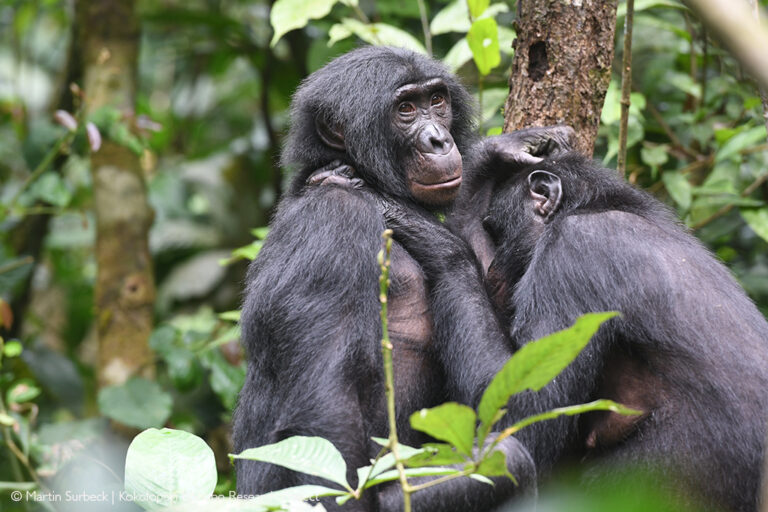 How bonobos flip the script on power - Africa Geographic