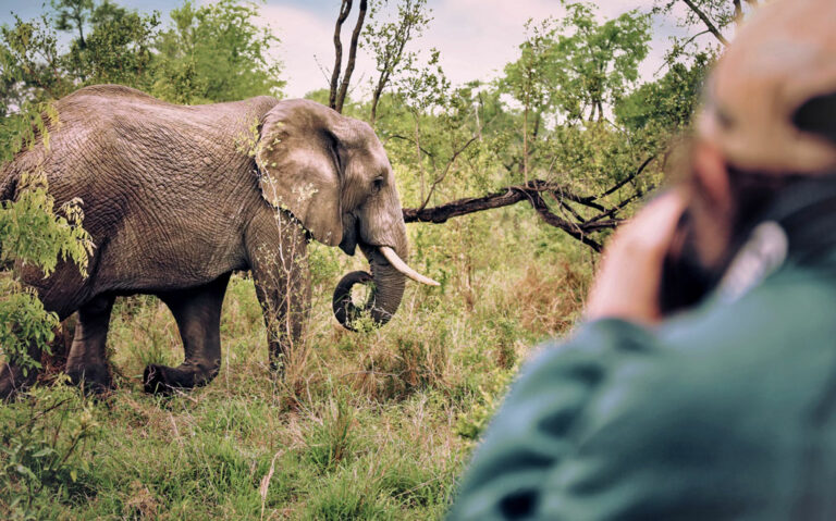 Guides or influencers? When content creation compromises wildlife ...