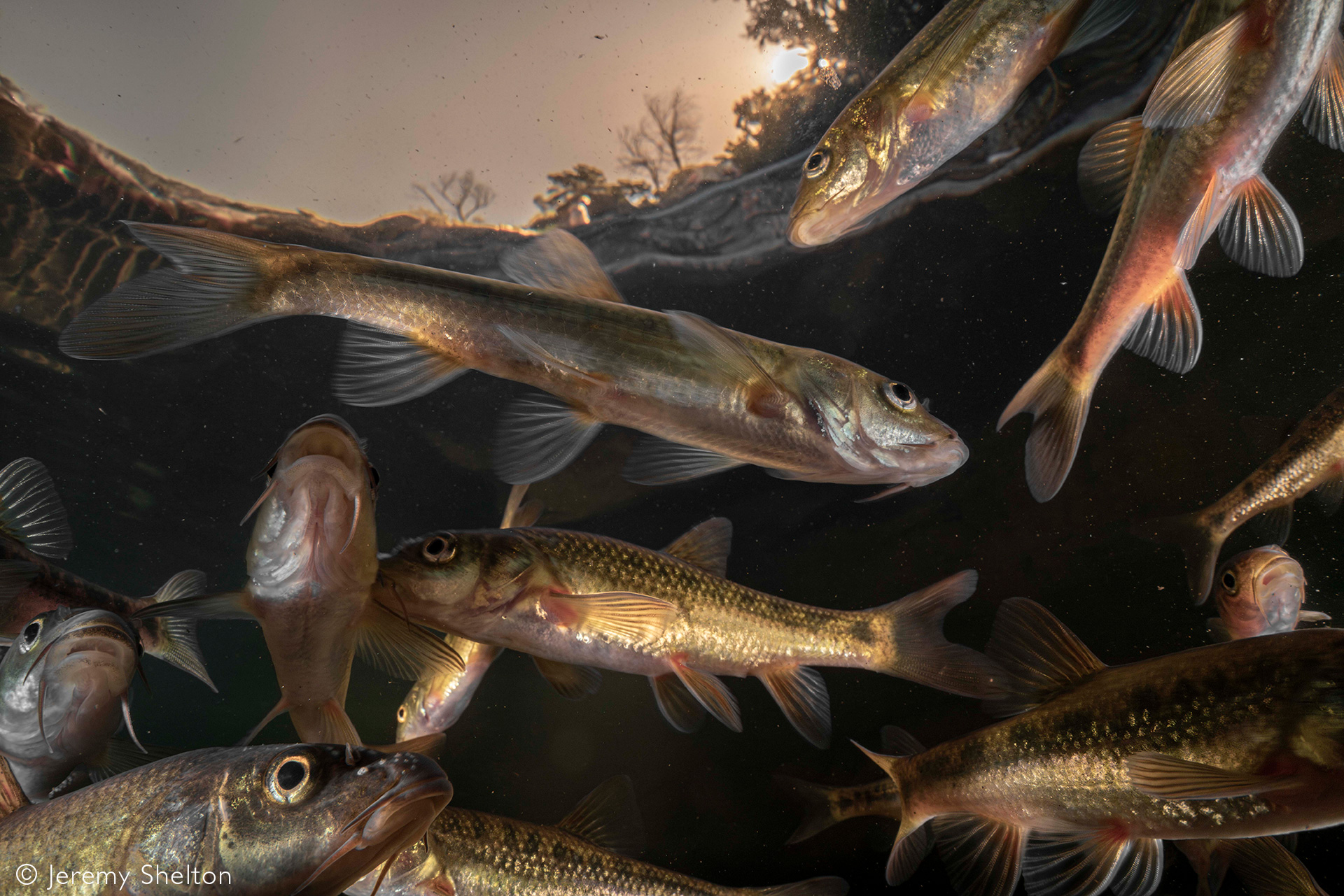 Freshwater fish - the canaries of our rivers - Africa Geographic