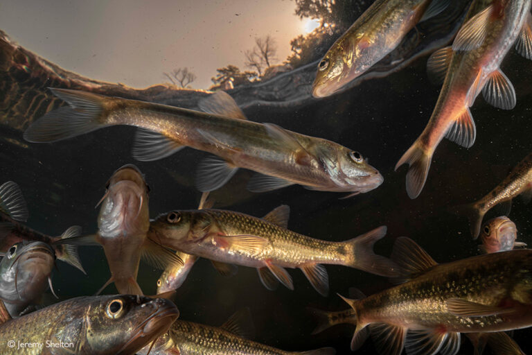 Freshwater fish - the canaries of our rivers - Africa Geographic