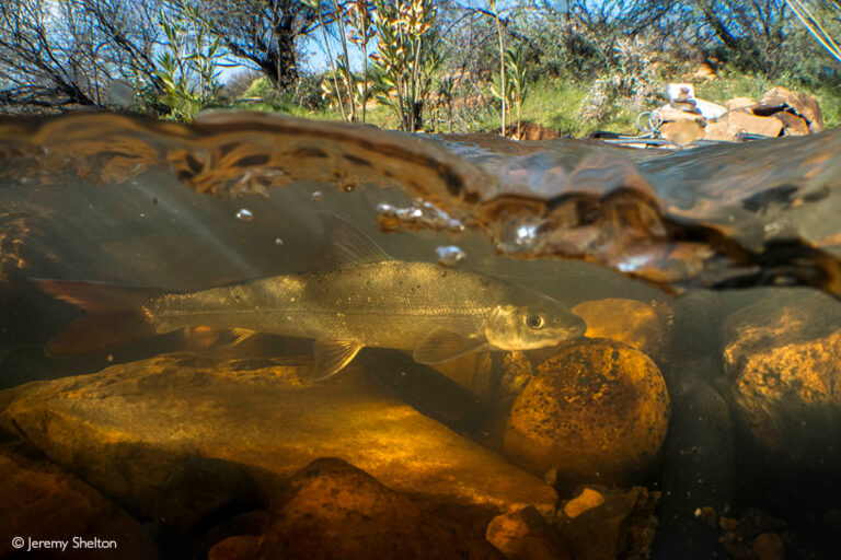 Freshwater fish - the canaries of our rivers - Africa Geographic