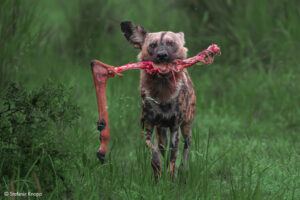 Surprising secrets of African wild dog diets - Africa Geographic